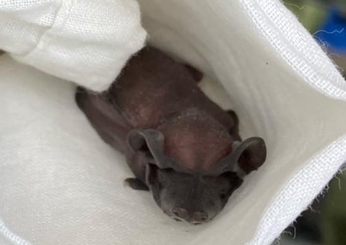 Bat maternity season coming up in April | News, Sports, Jobs - Lehigh ...